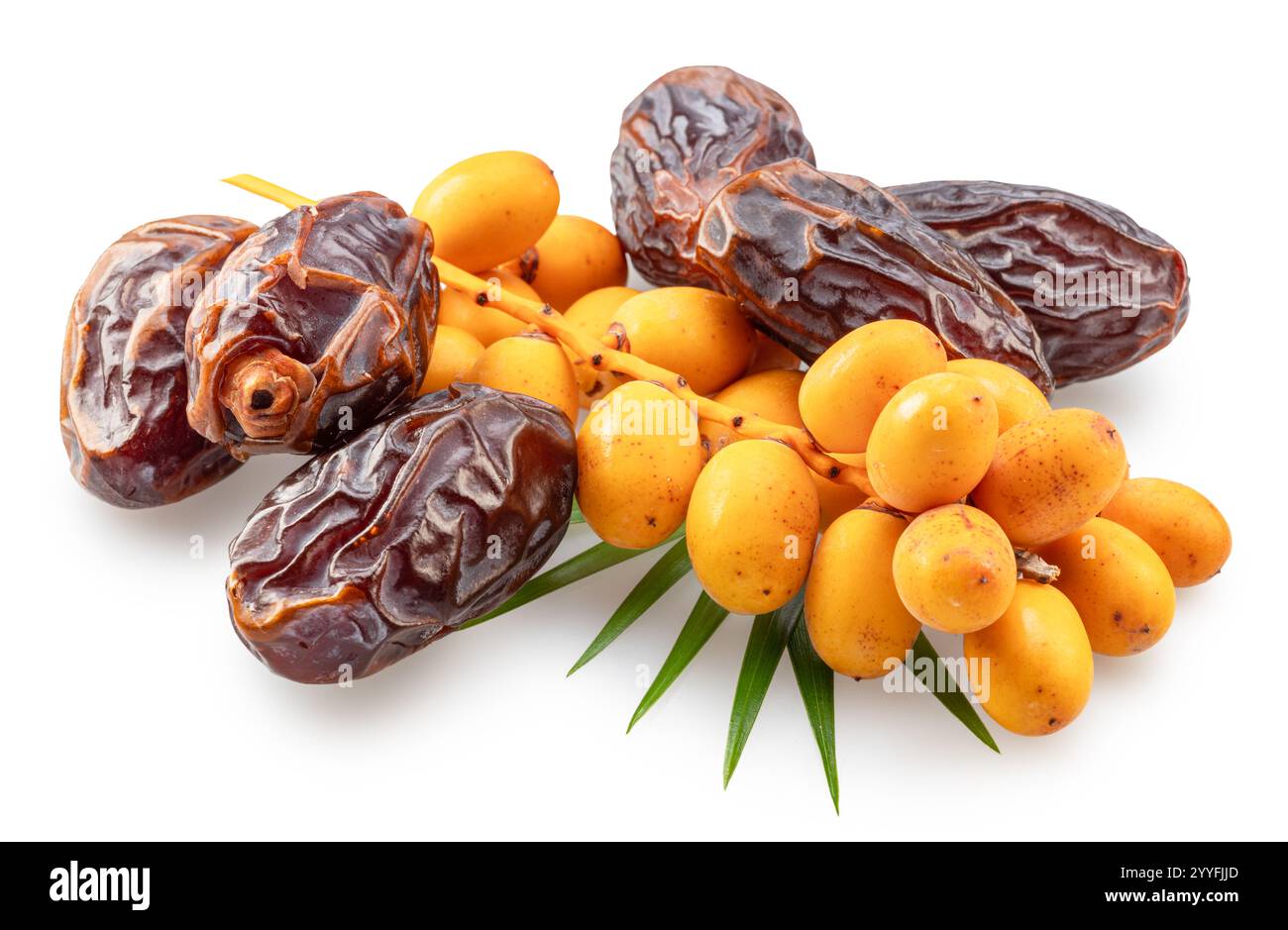 Cluster of yellow fresh dates, and semi-dried dates isolated on white ...
