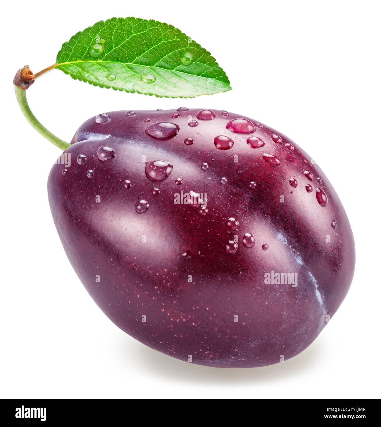 Prune plum, covered with water drops, and green plum leaf on white ...