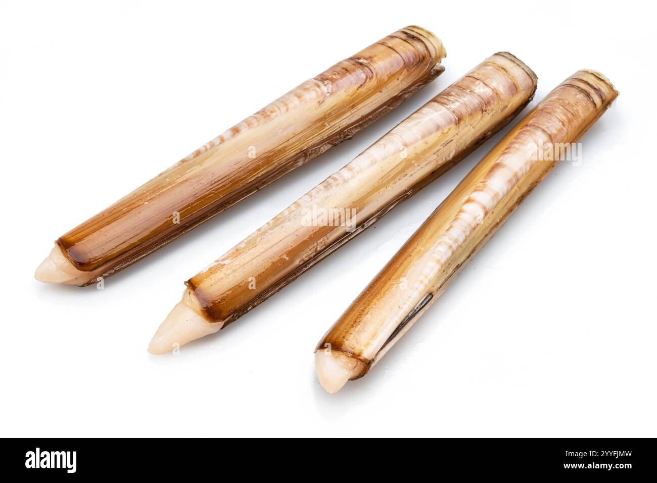 Edible raw razor clams isolated on white background. Delicacy food ...
