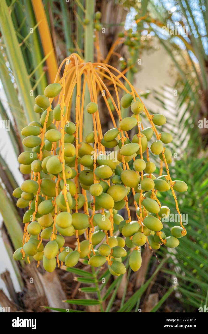 Green unripe dates fruit clusters on date palm close up. Vertical photo ...
