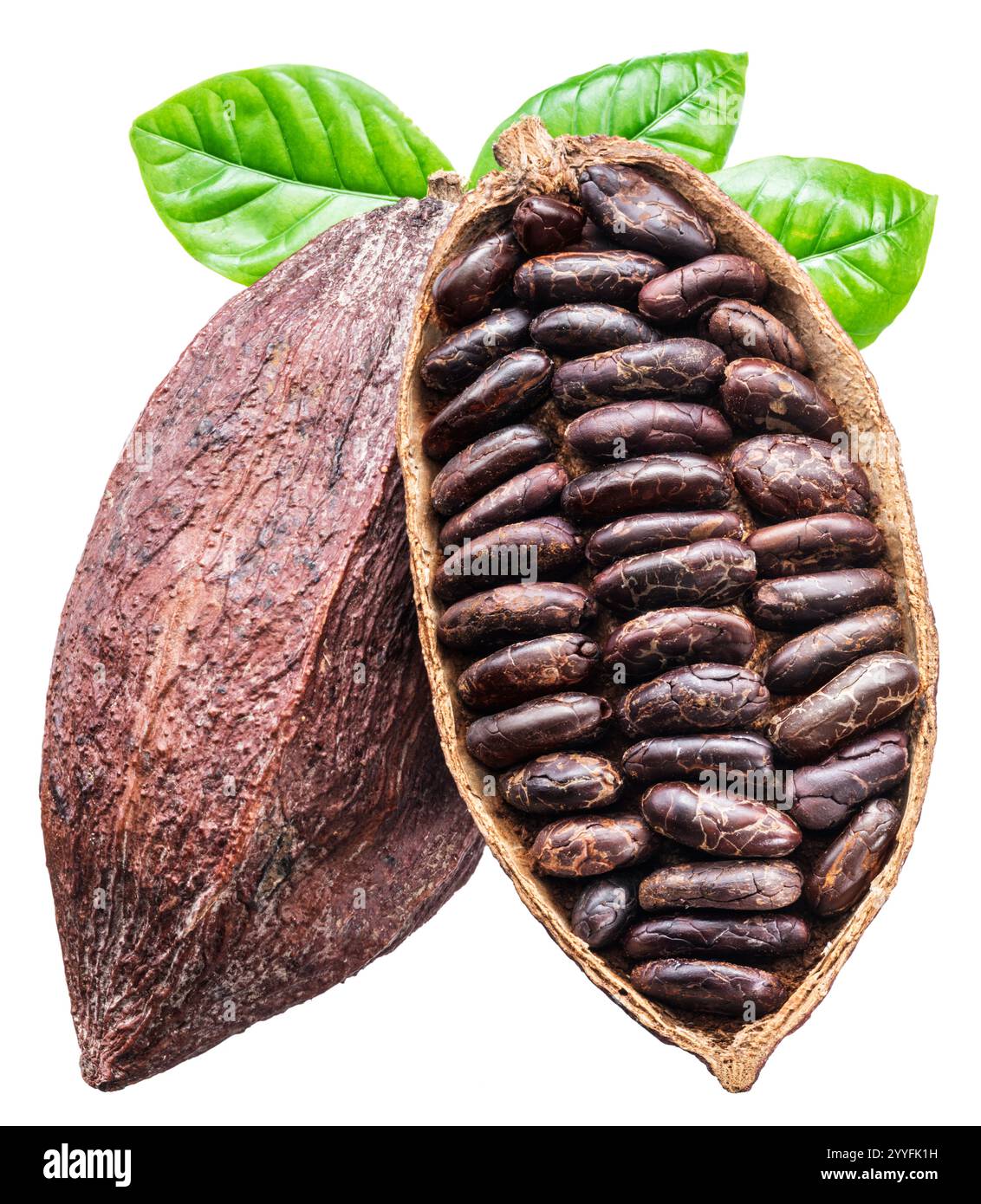 Dried cocoa beans in opened cocoa pod with green leaves on white ...