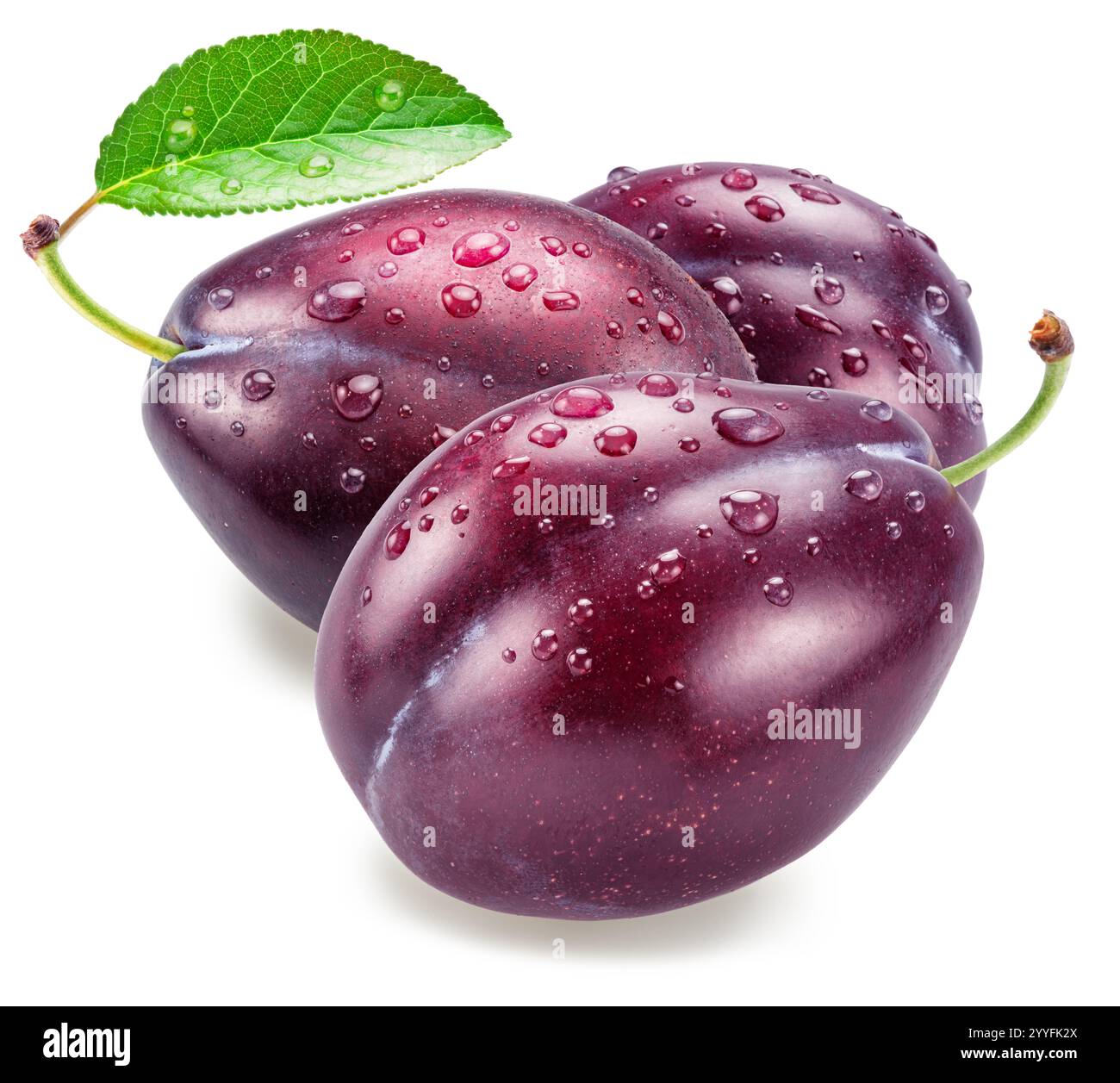 Prune plums covered with water drops on white background. File contains ...