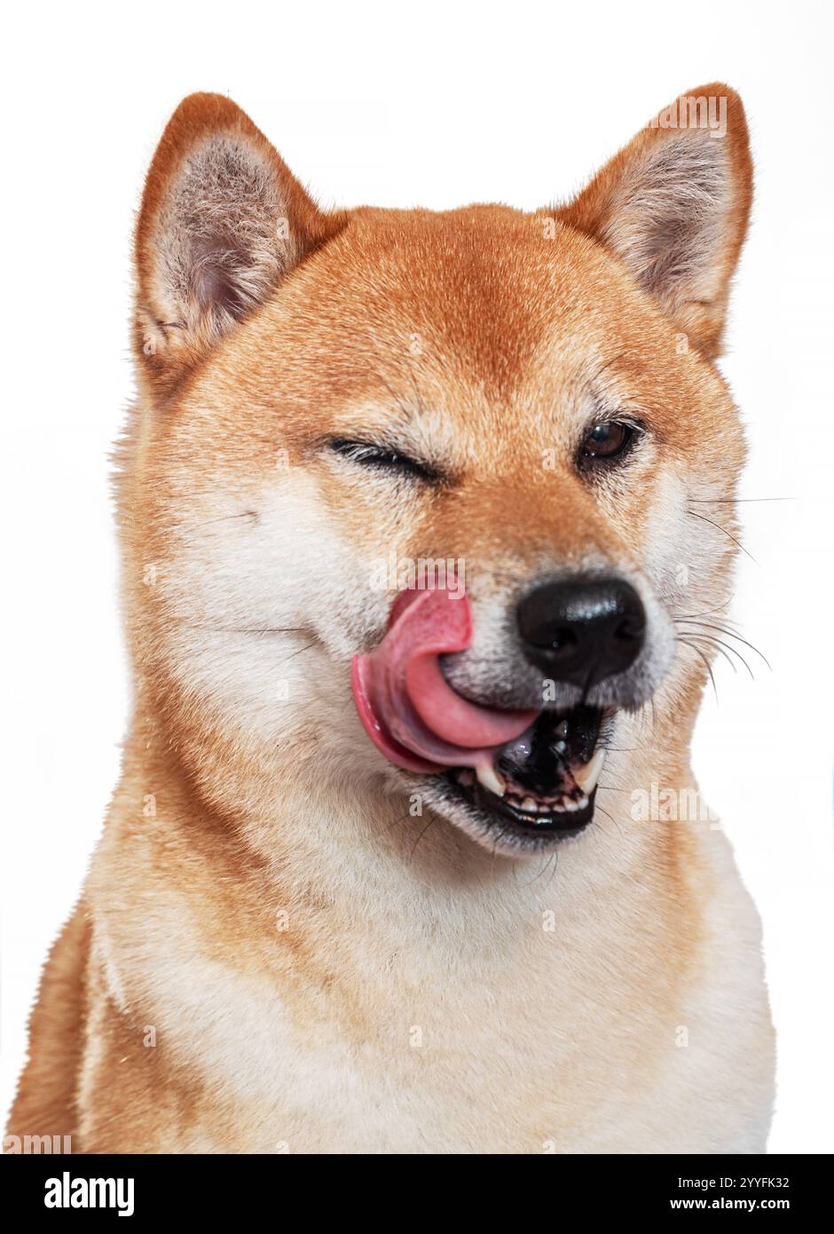 Portrait of Shiba Inu dog licking its face on white background Stock ...
