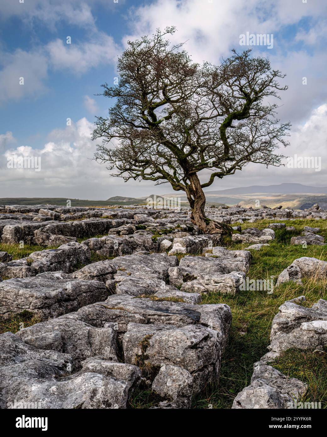 Winskill Stones Lone Tree and Limestone Pavement Stock Photo - Alamy