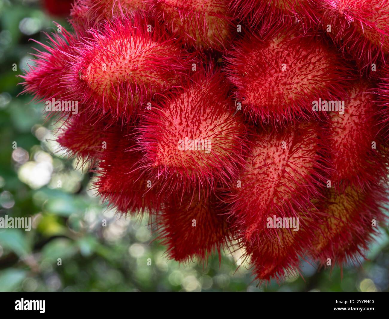 Closeup view of bright red fruits or seedpods of bixa orellana aka ...