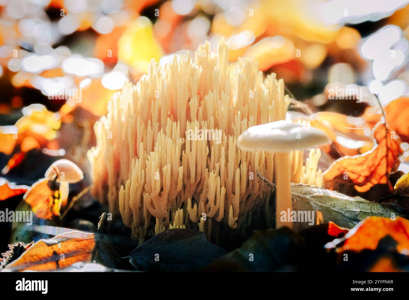 Close-up of the fruiting body of an erect coral fungus (Ramaria stricta ...
