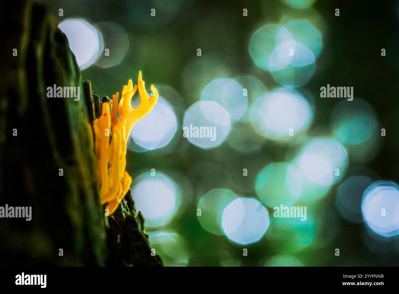 Mushrooms Coral Fungus. Macro of a Sticky Coral Fungus, Calocera ...