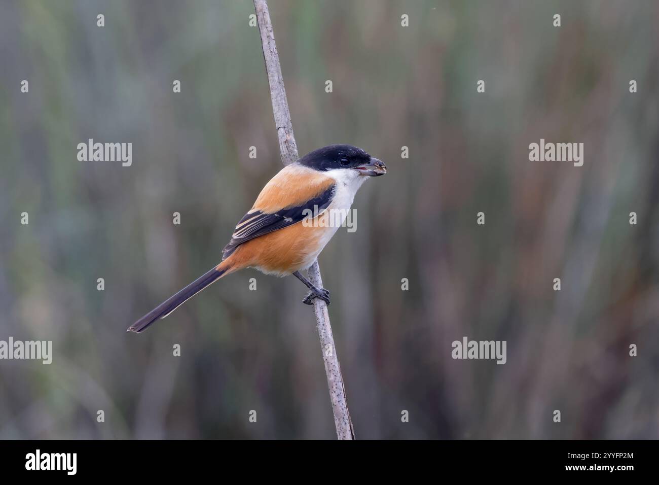 Long-tailed shrike with a food in the beak.long-tailed shrike or rufous ...