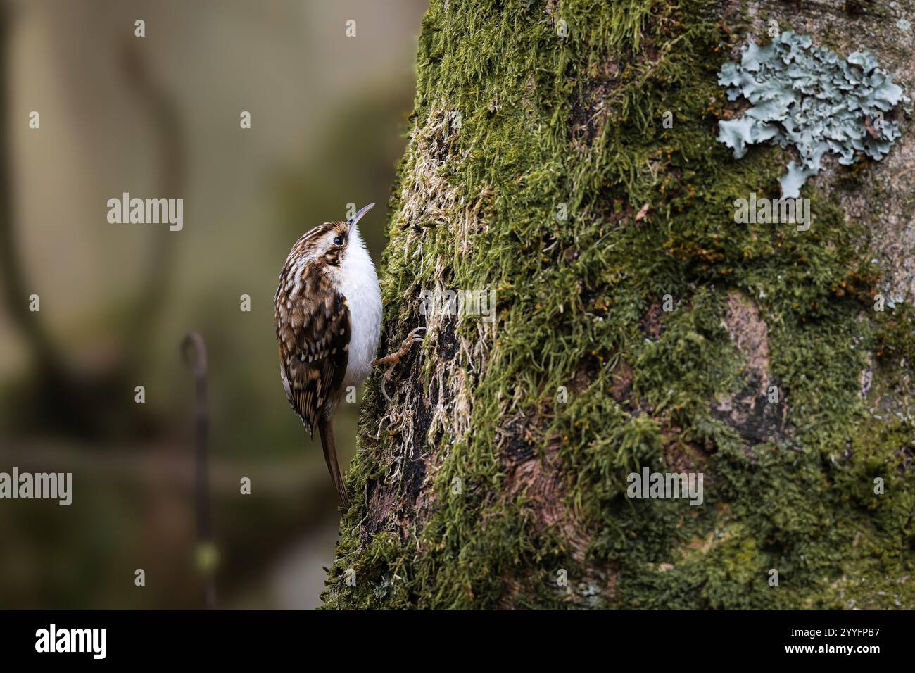 Treecreeper, Certhia familiaris, climbing a tree in search of food ...