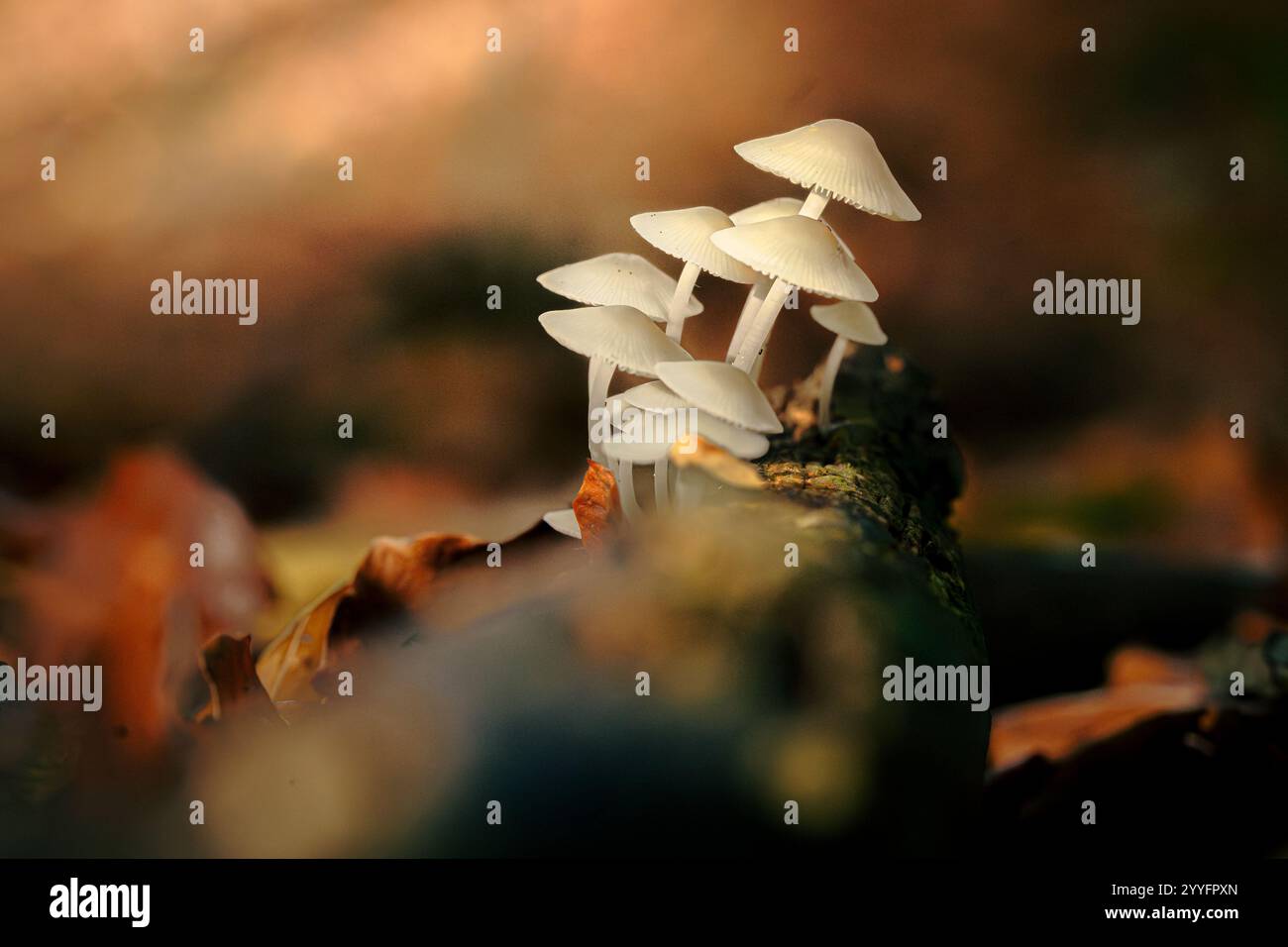 Seasonal Fall landscape with mushrooms growing on tree branch, seen ...
