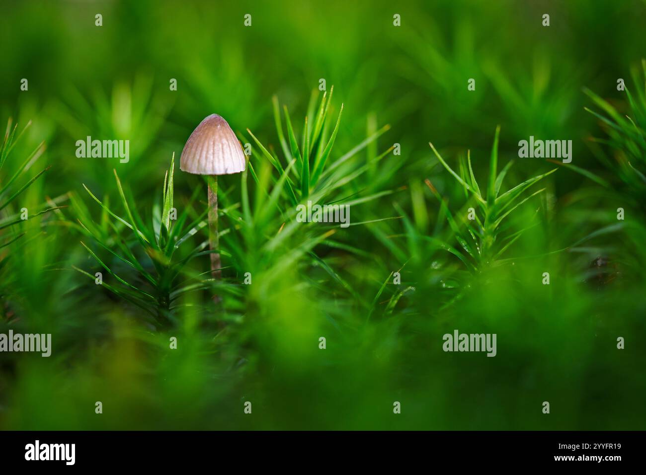 Close up small mushroom toadstools growth in green moss, tiny world of ...