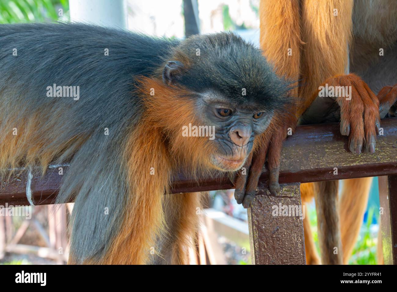 Colobus monkey juvenile hi-res stock photography and images - Alamy