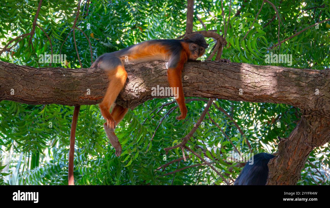 Red Colobus monkey relaxing Stock Photo - Alamy