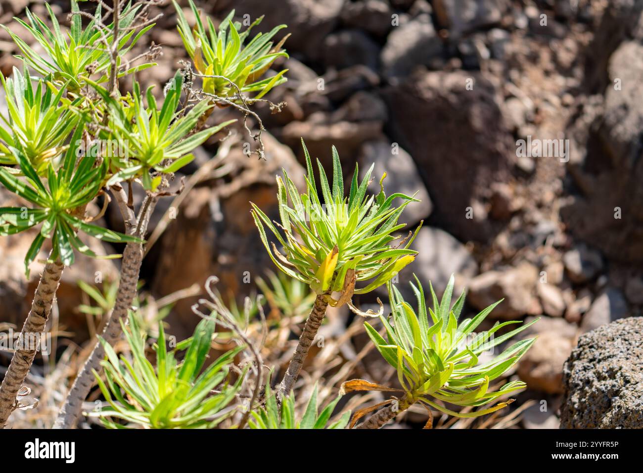 A bunch of green plants growing on a rocky hillside. The plants are ...