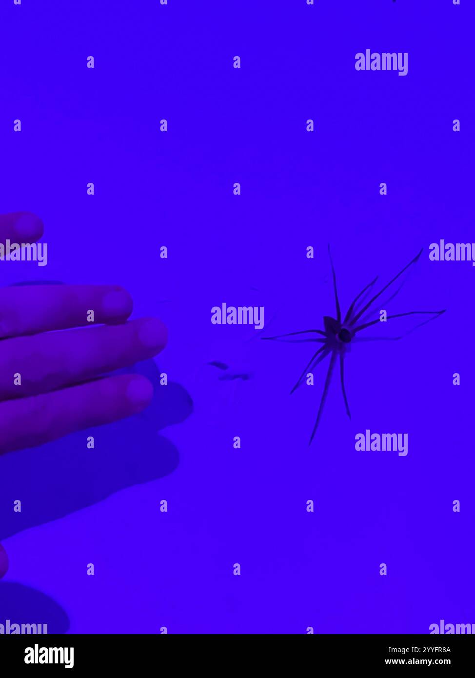 Pantropical Huntsman Spider (Heteropoda venatoria Stock Photo - Alamy