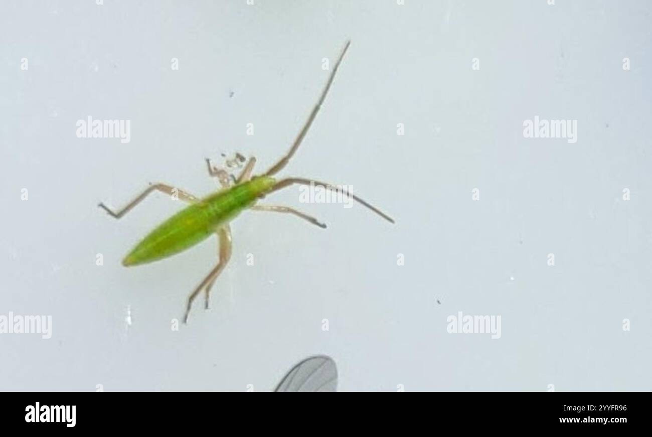 Grass bug (Stenodema laevigata Stock Photo - Alamy