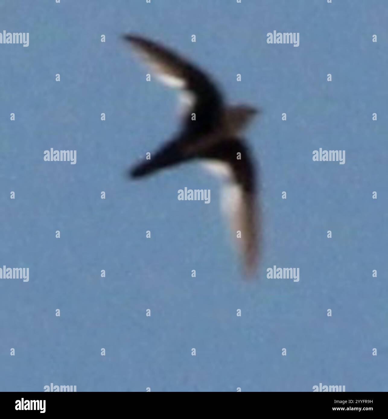White throated swift hi-res stock photography and images - Alamy