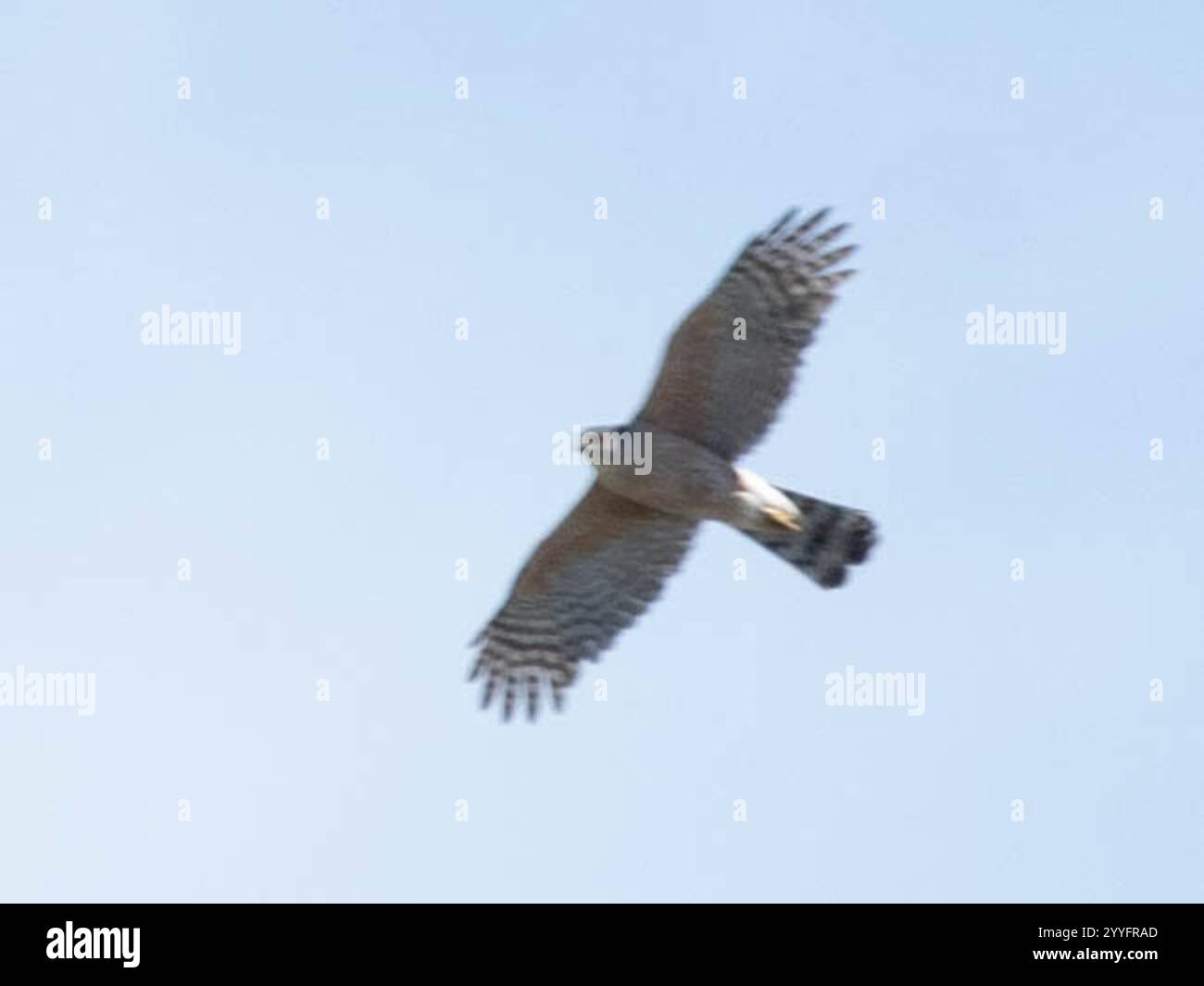 Cooper's Hawk (Astur cooperii Stock Photo - Alamy