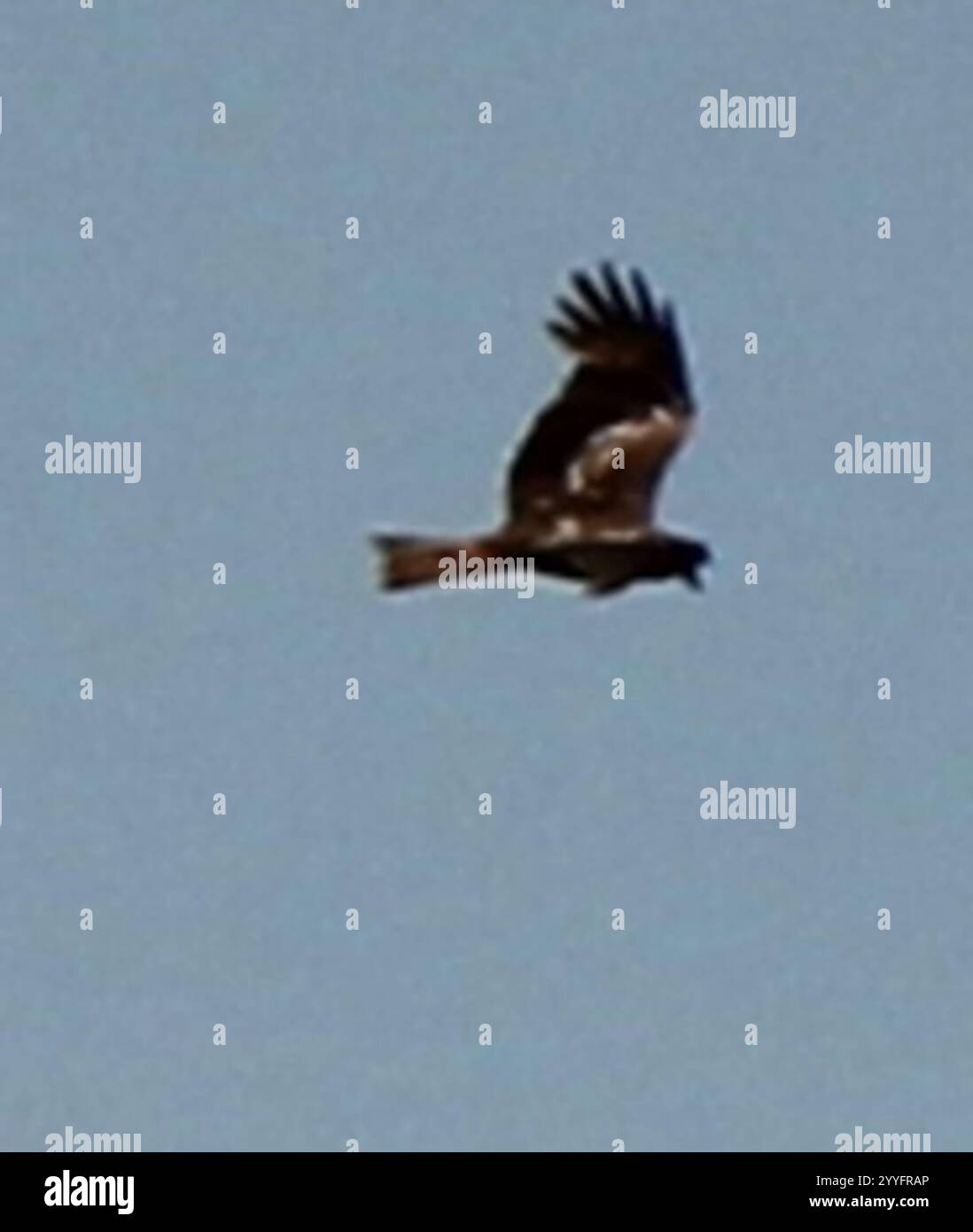 Hawks, Eagles, and Kites (Accipitridae Stock Photo - Alamy