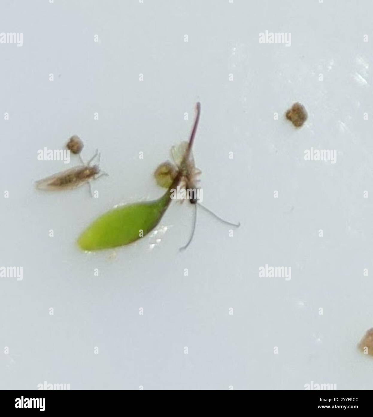 Ants, Bees, Wasps, and Sawflies (Hymenoptera Stock Photo - Alamy