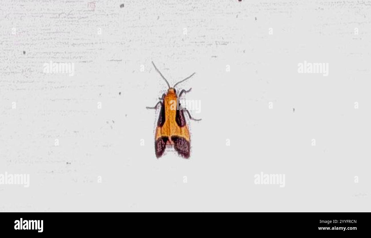 Pictured Lichen Moth (Cisthene picta Stock Photo - Alamy