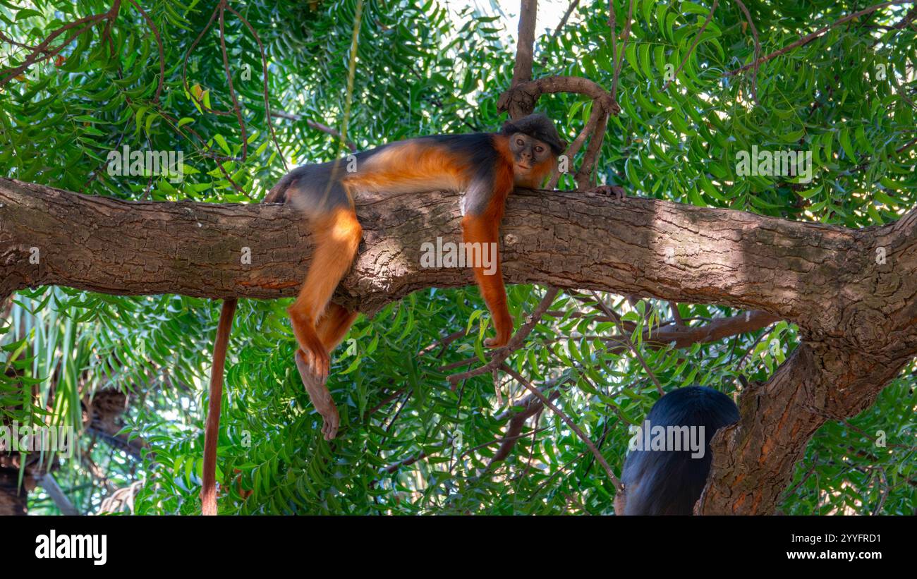 Red Colobus monkey relaxing Stock Photo - Alamy