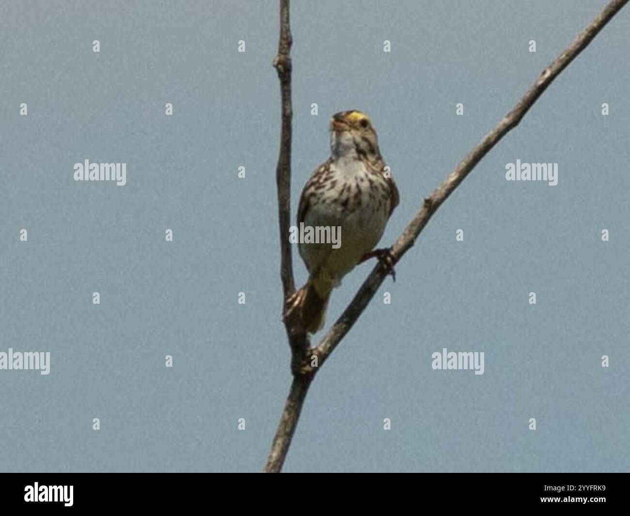 Savannah Sparrow (Passerculus sandwichensis Stock Photo - Alamy