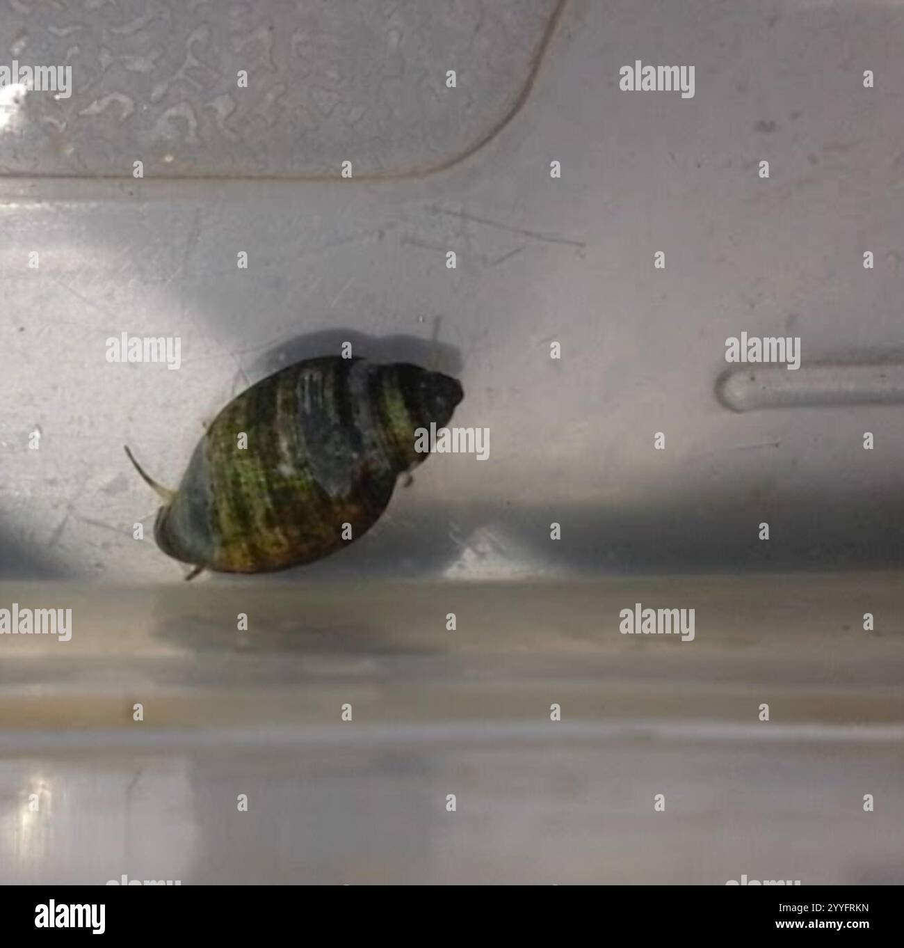 Acute Bladder Snail (Physella acuta Stock Photo - Alamy