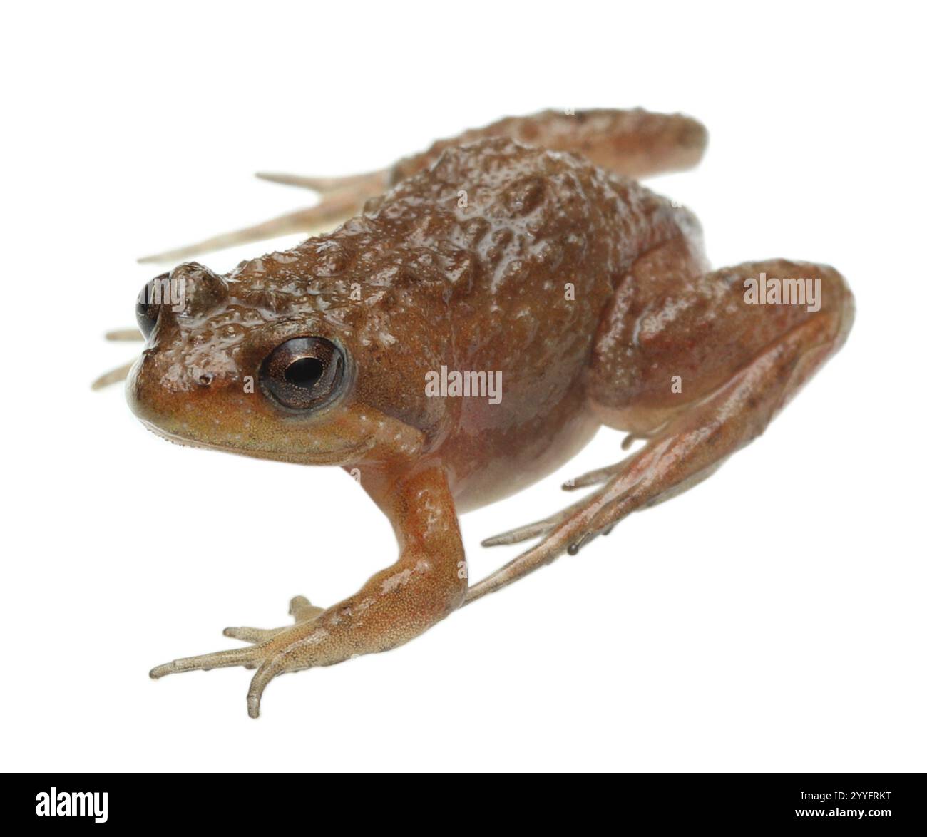 Microbatrachella capensis hi-res stock photography and images - Alamy