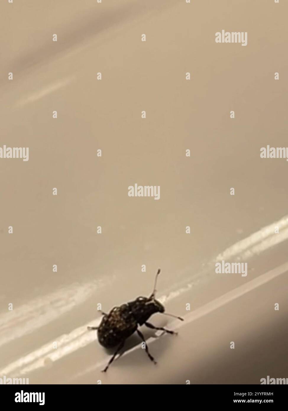 Marbled Fungus Weevil (Euparius marmoreus Stock Photo - Alamy