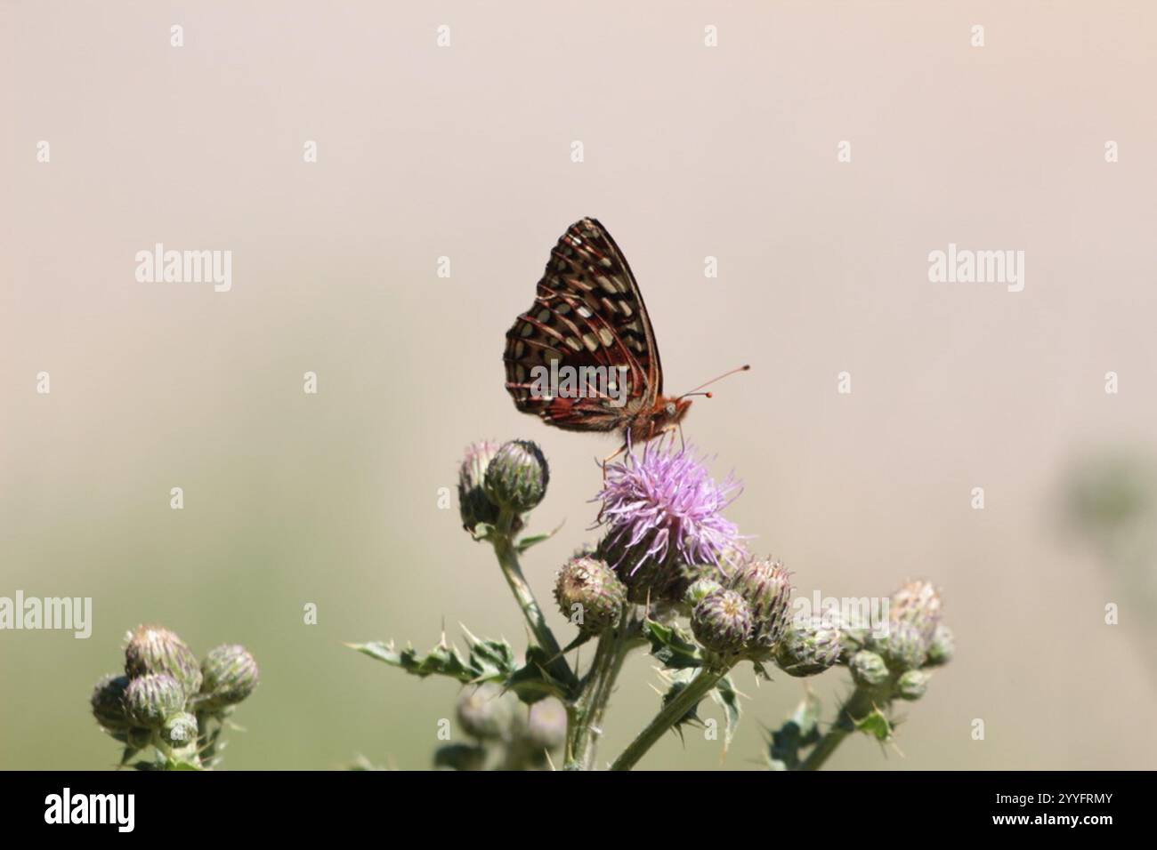 Hydaspe Fritillary (Argynnis hydaspe Stock Photo - Alamy