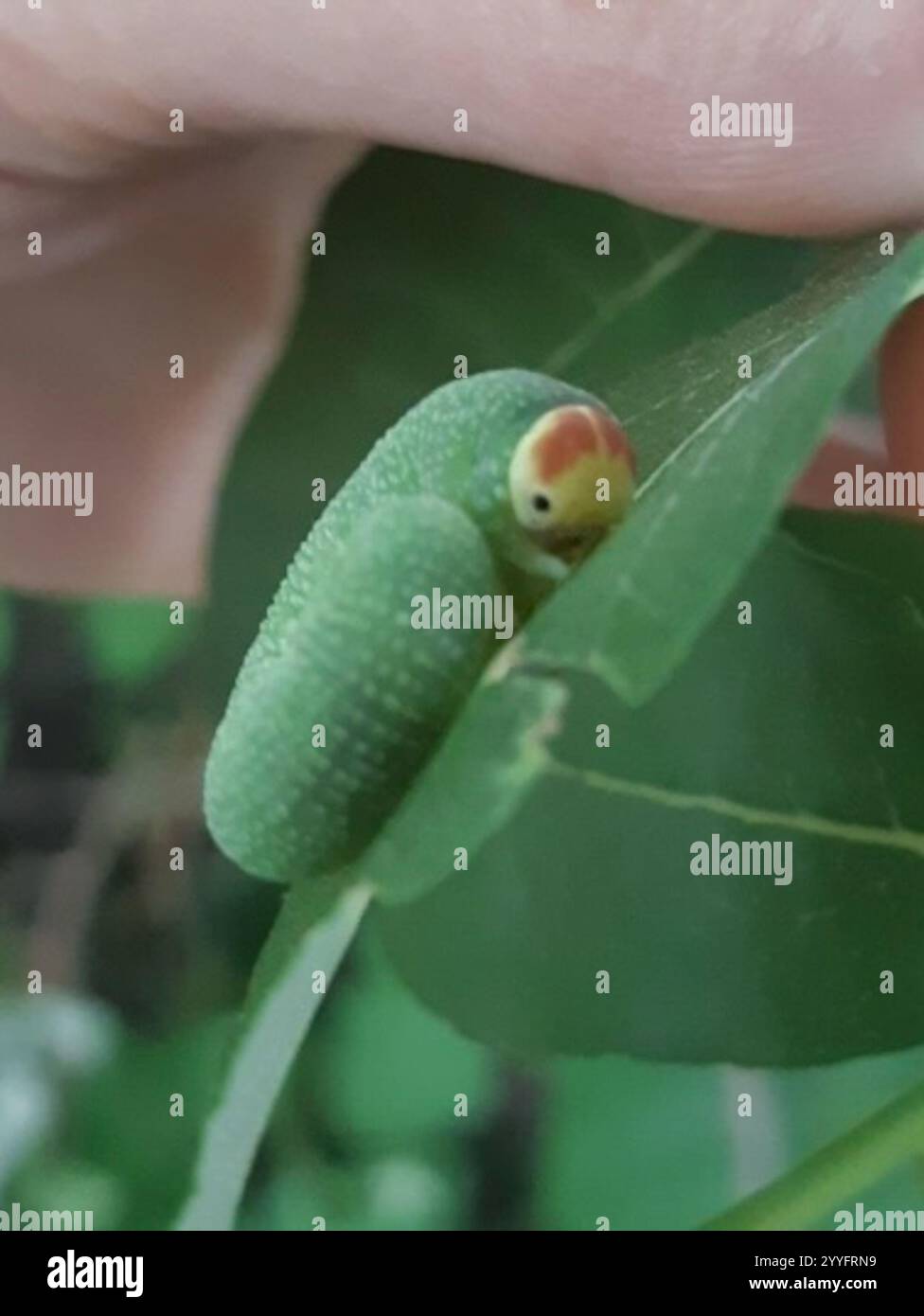 Giant Birch Sawfly (Trichiosoma triangulum Stock Photo - Alamy