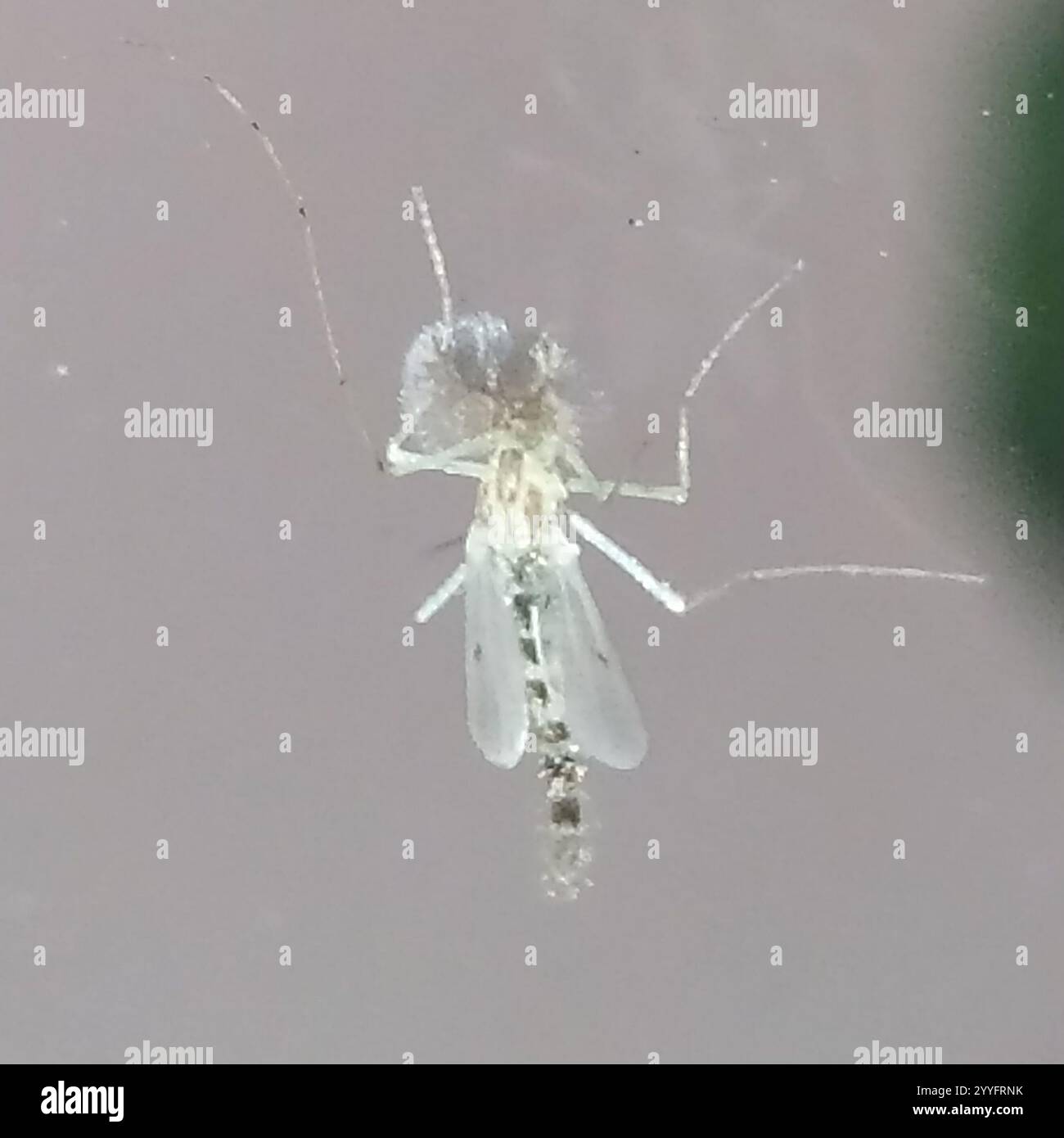 Non-biting Midges (Chironomidae Stock Photo - Alamy