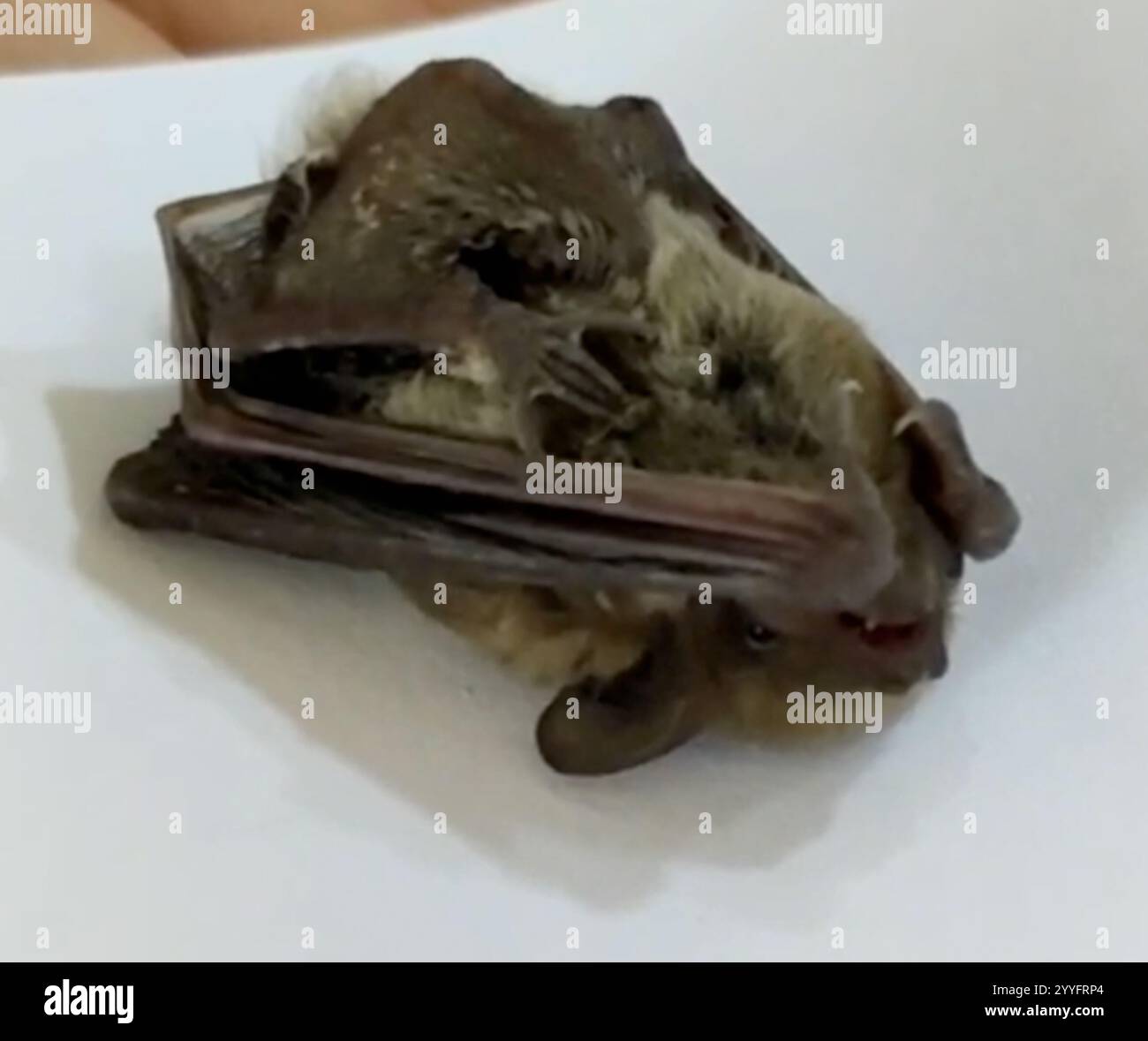 Mouse-eared Bats (Myotis Stock Photo - Alamy