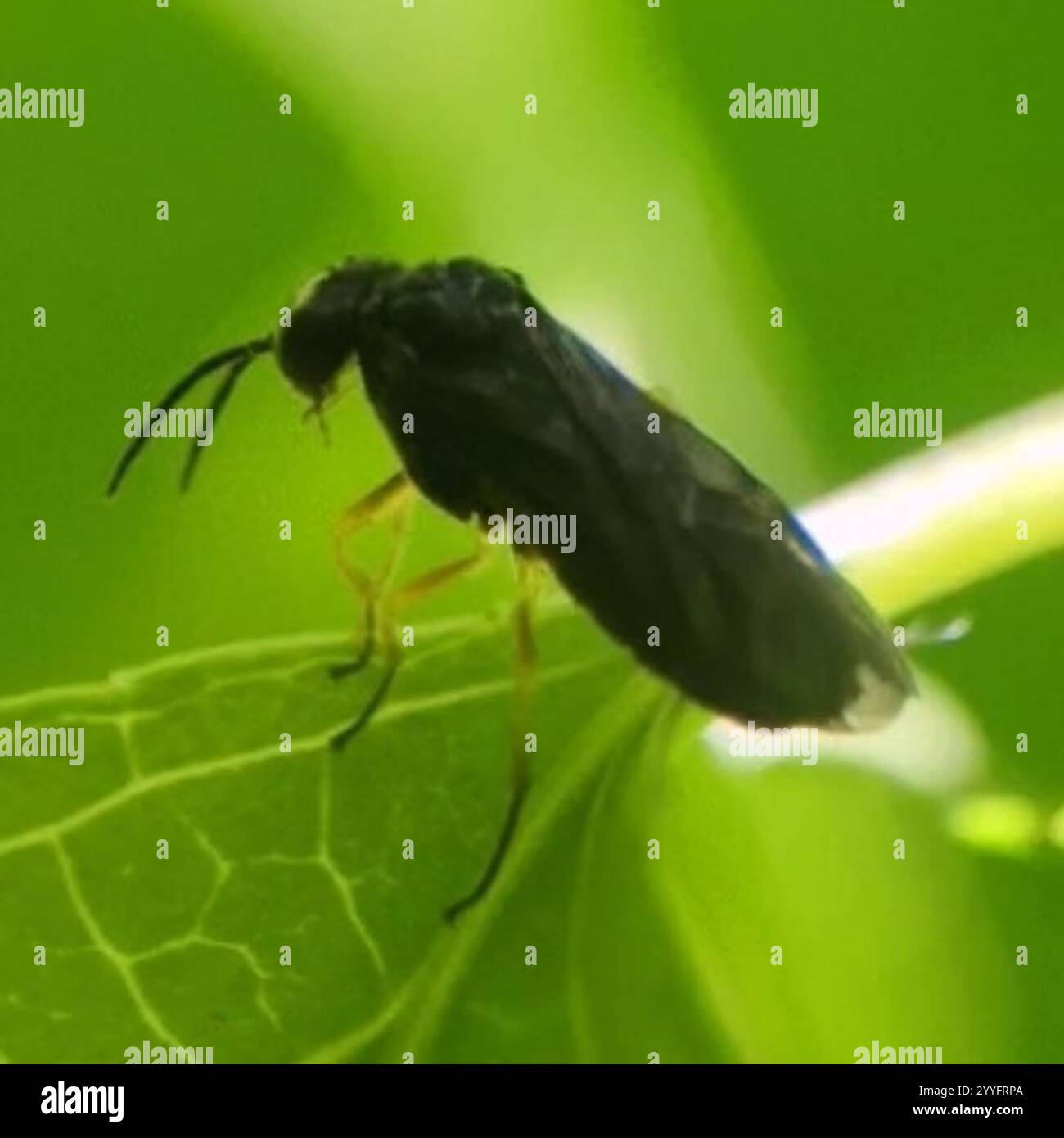 Common Sawflies (Tenthredinidae Stock Photo - Alamy