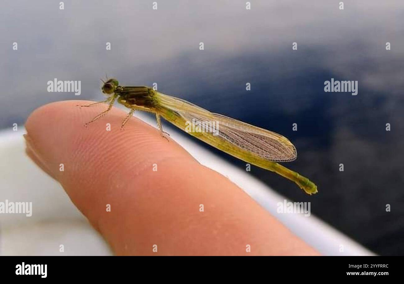 Narrow-winged Damselflies (Coenagrionidae Stock Photo - Alamy