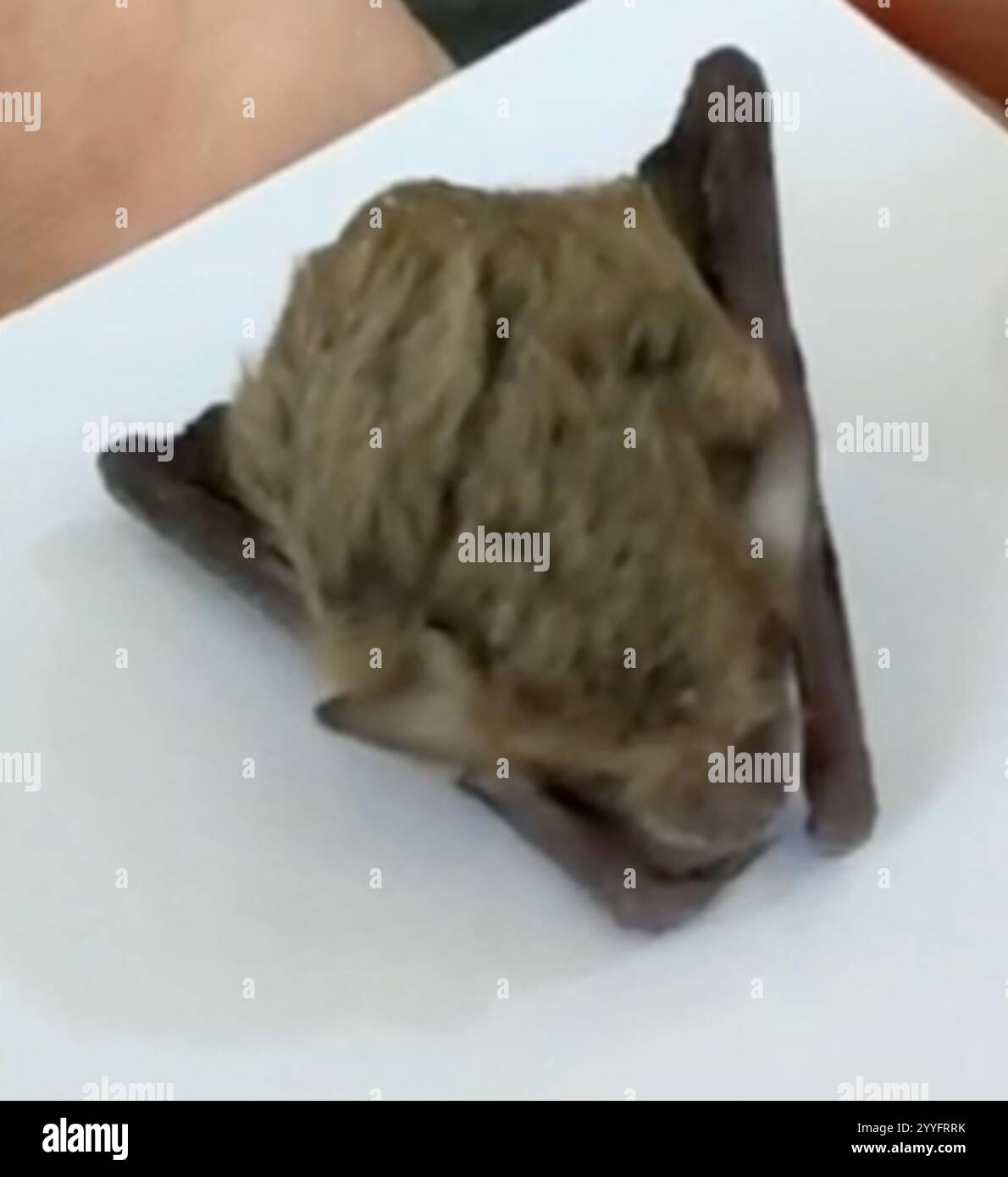 Mouse-eared Bats (Myotis Stock Photo - Alamy