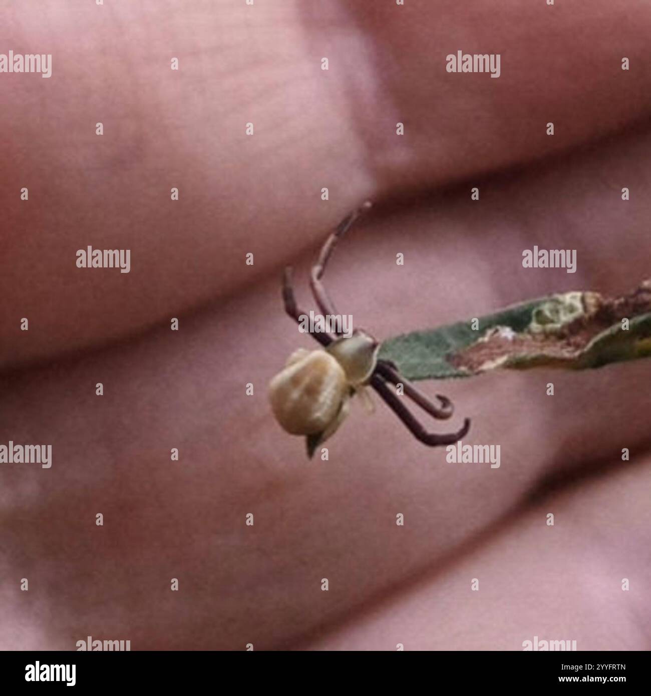 White-banded Crab Spider (Misumenoides formosipes Stock Photo - Alamy