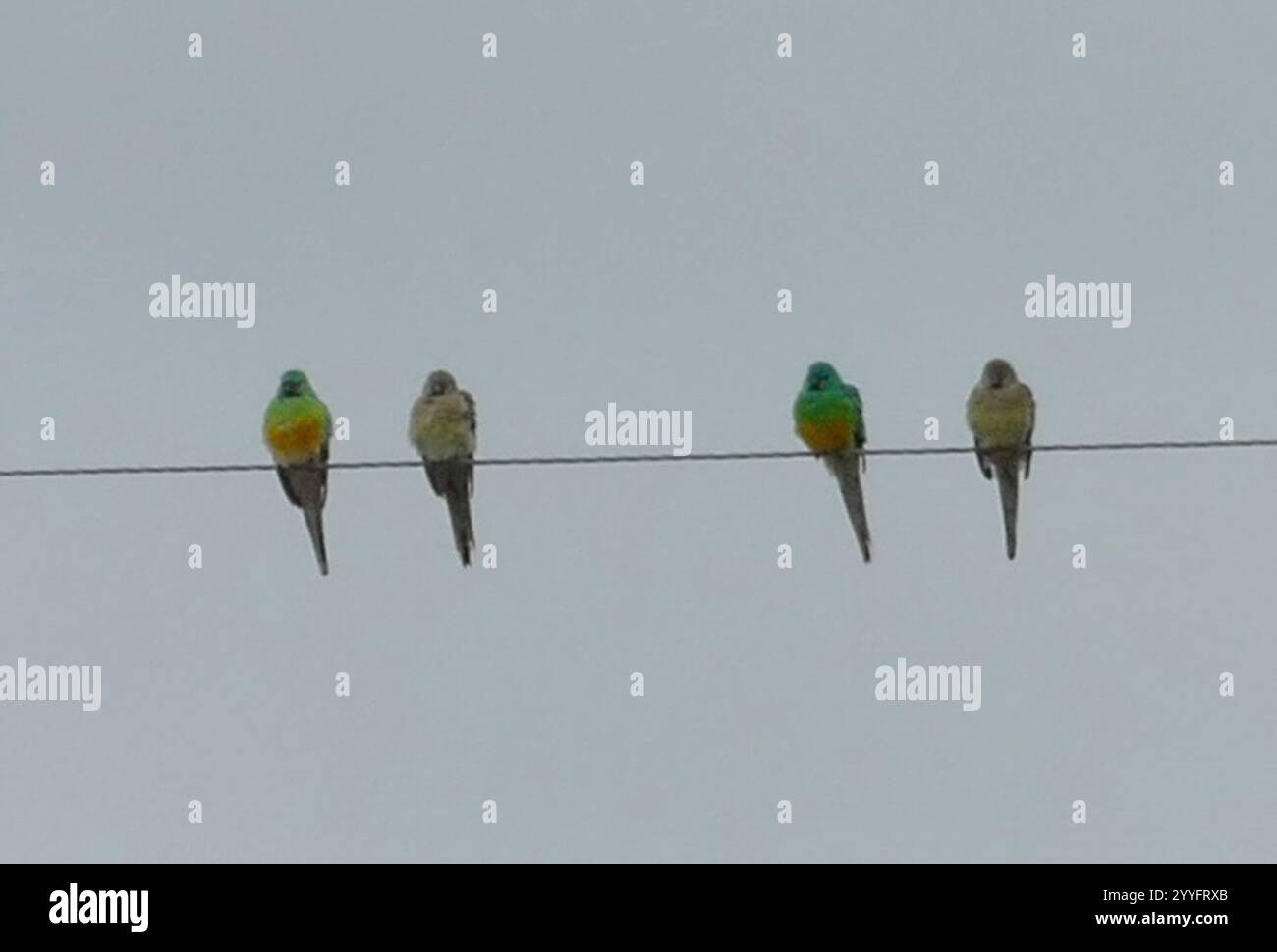 Red-rumped Parrot (Psephotus haematonotus Stock Photo - Alamy