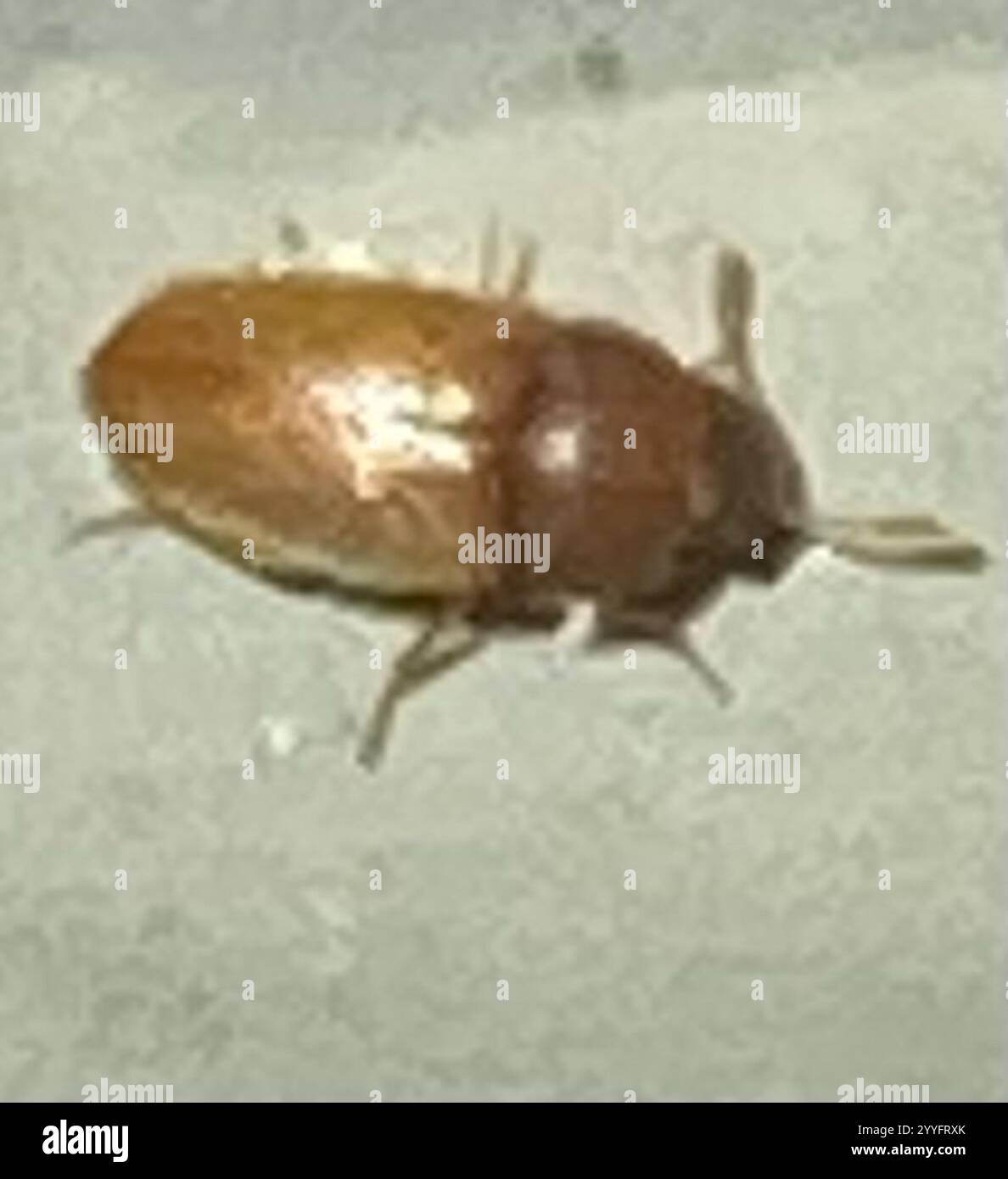 Water, Rove, Scarab, Long-horned, Leaf, and Snout Beetles (Polyphaga ...