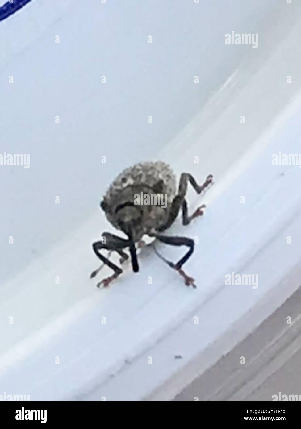 Cabbage Stem Weevil (Ceutorhynchus pallidactylus Stock Photo - Alamy