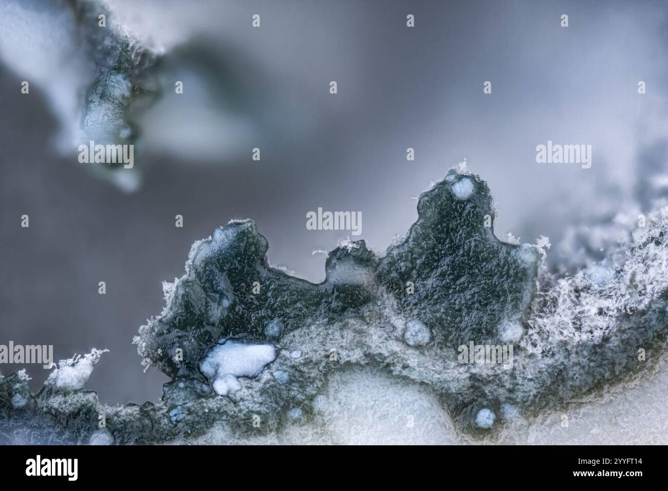 microphotography of penicillium roqueforti blue french cheese "saint ...