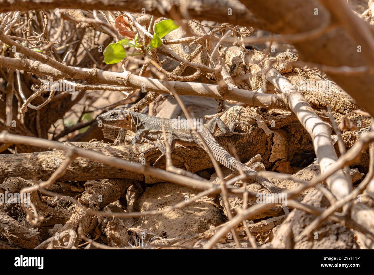 A lizard is sitting on a rock in a dry, wooded area. The lizard is ...