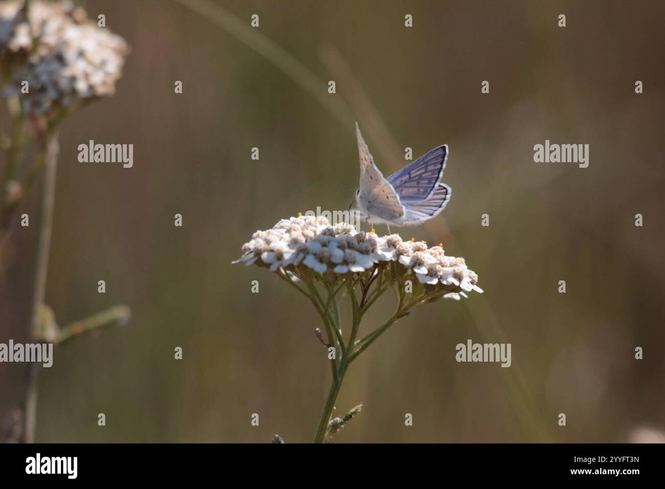 Blue Copper (Tharsalea heteronea Stock Photo - Alamy