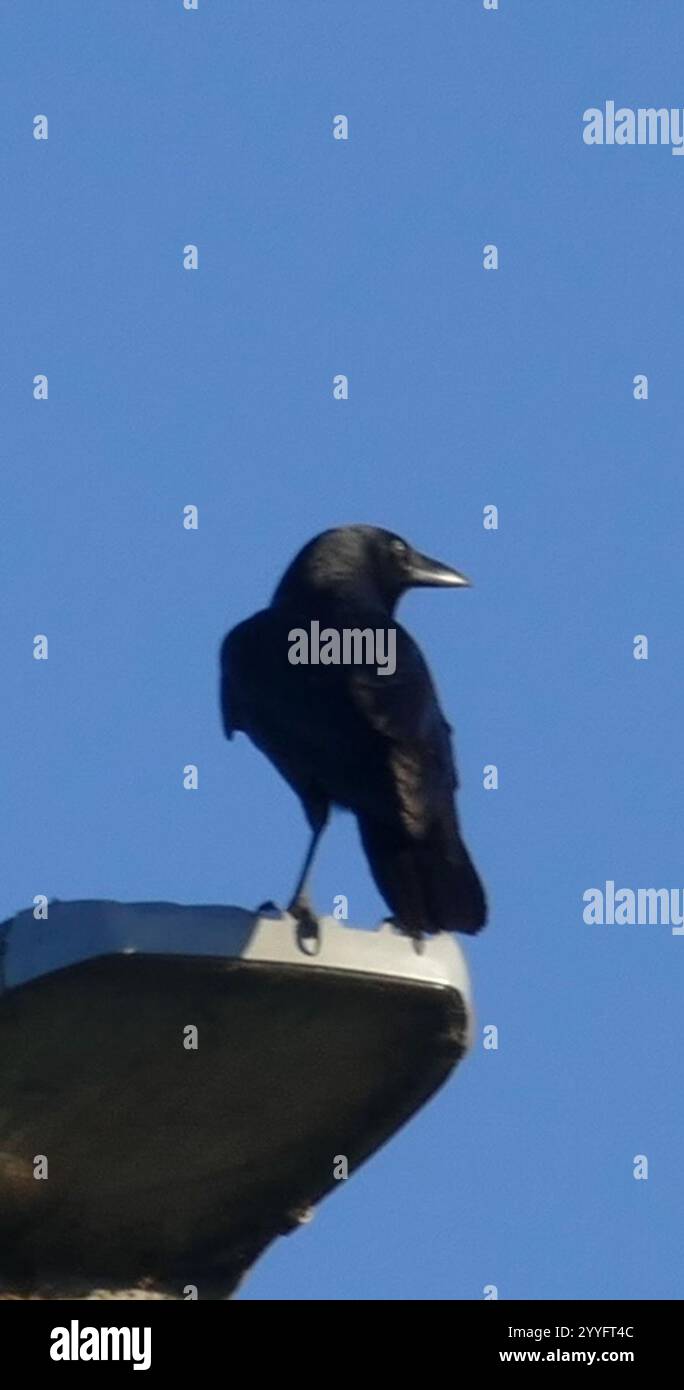 Torresian crow hi-res stock photography and images - Alamy