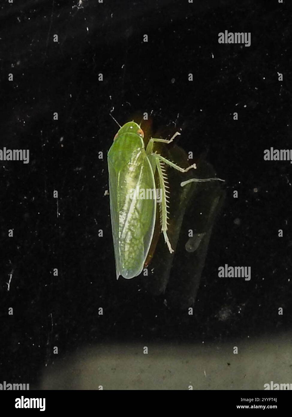 Eight-lined Leafhopper (Gyponana octolineata Stock Photo - Alamy