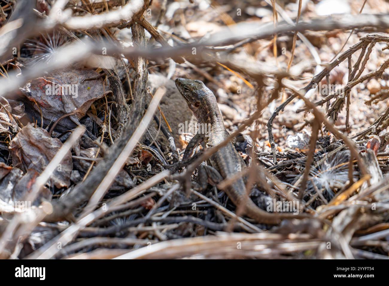 A lizard is in the middle of a bush. The bush is dry and brown Stock ...
