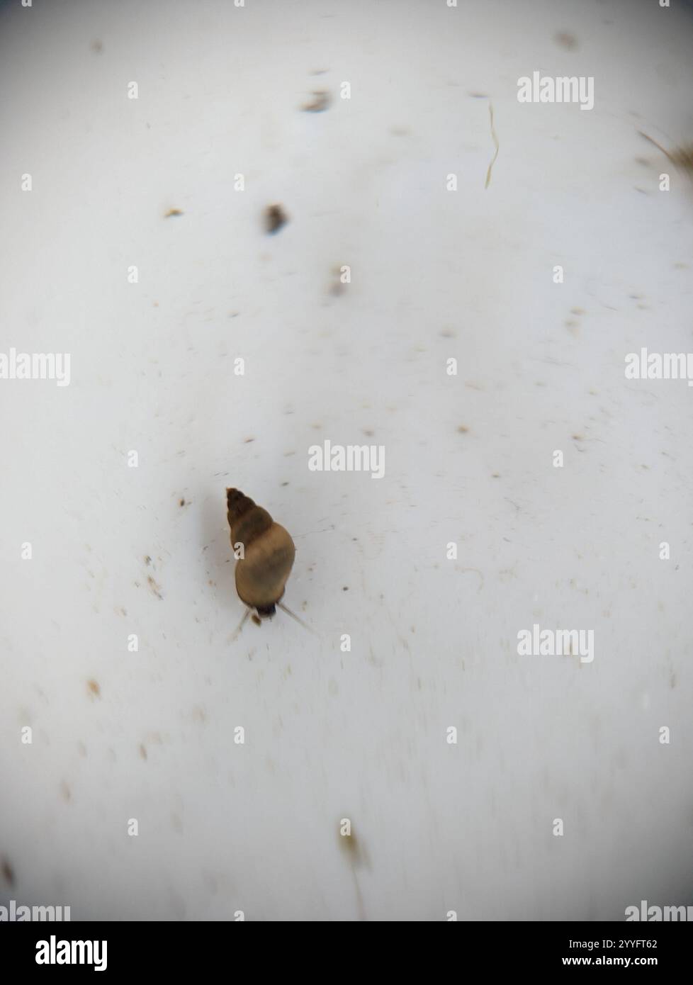 Pond Snails, Bladder Snails, and Allies (Lymnaeoidea Stock Photo - Alamy