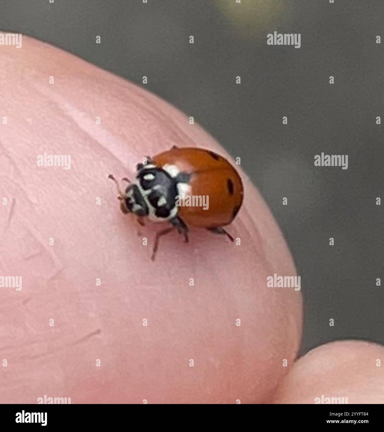 Variegated Lady Beetle (Hippodamia variegata Stock Photo - Alamy