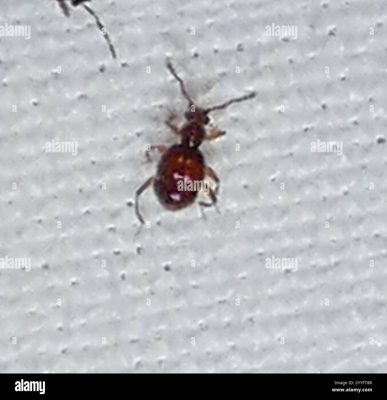 Ant-loving Beetles (Pselaphinae Stock Photo - Alamy